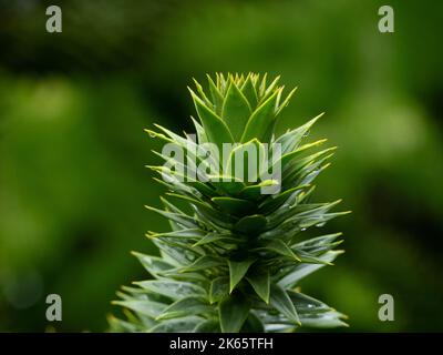 closeup of Monkey Puzzle Tree Stock Photo - Alamy