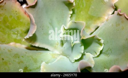 Beautiful Echeveria with pinkish curly leaves on dark background ...