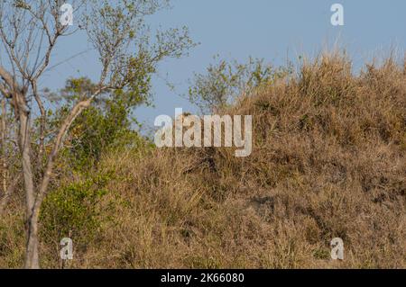900 leopards and 300 cheetahs are part of this magnificent ecosystem ...