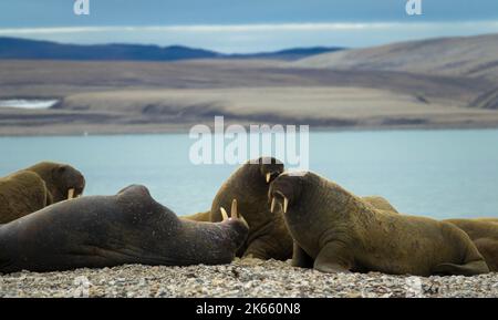 Walrus colony lying on the shore. Arctic landscape against blurred ...