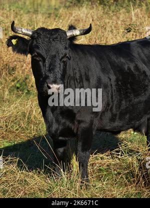 A Cow In A Meadow At Hamble Common Stock Photo - Alamy