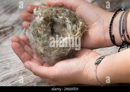 bird nest, coated with soft material from a nesting material dispenser ...