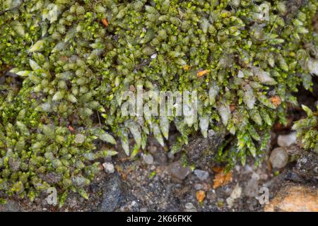 silvergreen bryum moss, silvery thread moss (Bryum argenteum), growing ...
