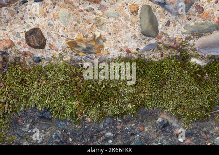 silvergreen bryum moss, silvery thread moss (Bryum argenteum), growing ...