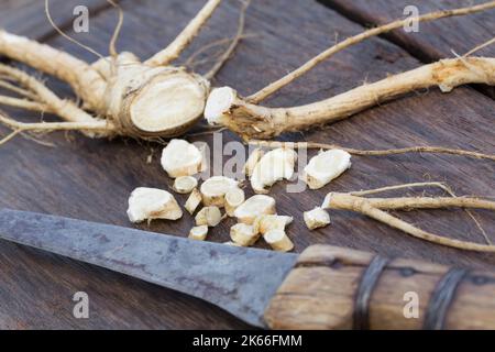 Wild angelica (Angelica sylvestris), collected and cut roots, Germany ...