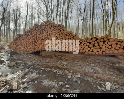 woodpile on the undercut bank of a stream, Germany Stock Photo - Alamy