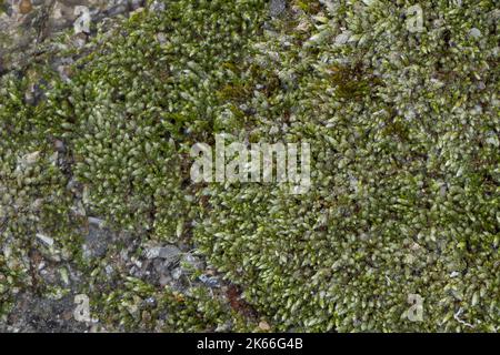 silvergreen bryum moss, silvery thread moss (Bryum argenteum), growing ...