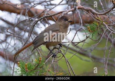 Siberian jay (Perisoreus infaustus), perching on a branch, side view ...