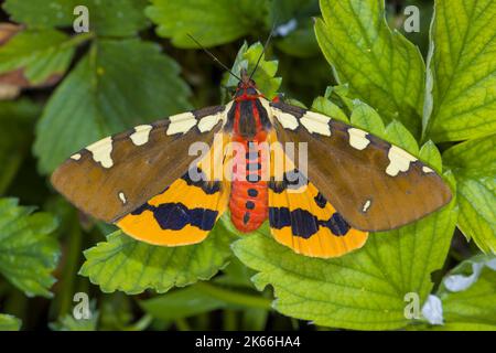 The Matron, Large Tiger (Pericallia matronula), caterpillar on a leaf ...