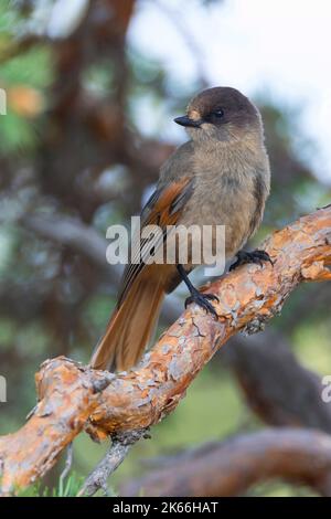 Siberian jay (Perisoreus infaustus), perches on a branch and peering ...
