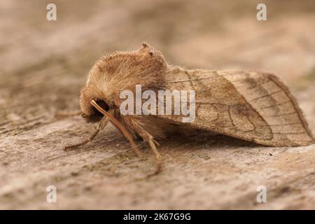 Closeup on the lightbrown rosy rustic potato skin borer owlet moth ...