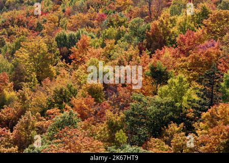 Hillside brilliant fall foliage, Adirondacks, New York Stock Photo - Alamy
