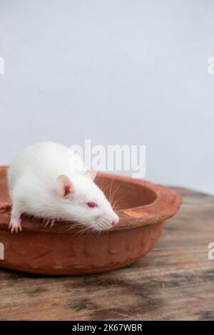 White laboratory mouse (Mus musculus ) crawling on a clay pot ...