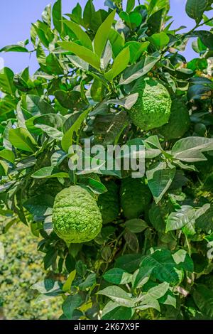 Etrog fruits are citron used by Jews during holiday of Sukkot, as one ...