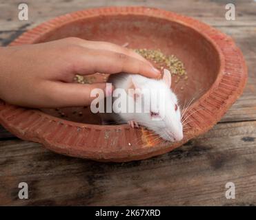 White laboratory mouse (Mus musculus ) eating grains from a clay pot ...
