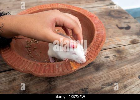 White laboratory mouse (Mus musculus ) eating grains from a clay pot ...