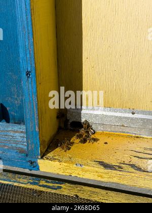 Multi-colored bee hives on a trailer. Mobile apiary Stock Photo - Alamy