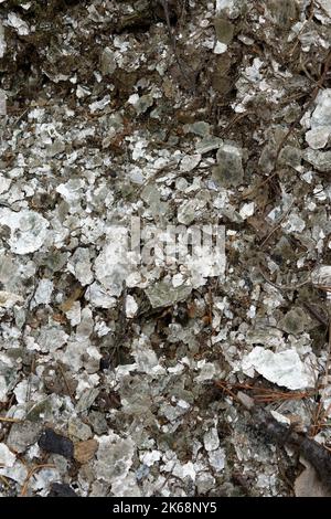 Zonal layers of Mica and Lepidolite in the roots of trees in the forest ...