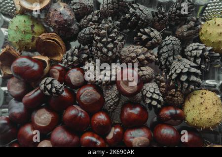 cone with chestnuts on a metal tray brown color Stock Photo - Alamy