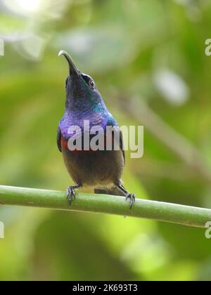Vertical shot of a cute Loten's sunbird perched on a twig in the woods ...