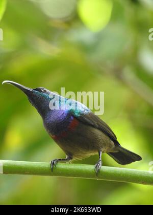 Vertical shot of a cute Loten's sunbird perched on a twig in the woods ...