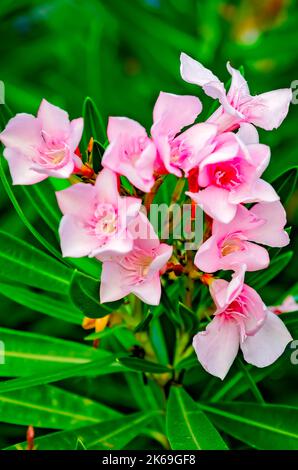 Nerium Oleander Flower Hardy Pink, Gujarat, India Stock Photo - Alamy