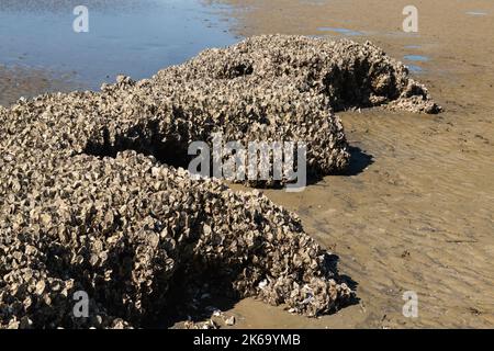 Large clusters of oyster shells clusters at low tide in South Carolina ...
