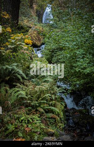 Waterfall Corridor in Columbia River Gorge, Oregon Stock Photo - Alamy