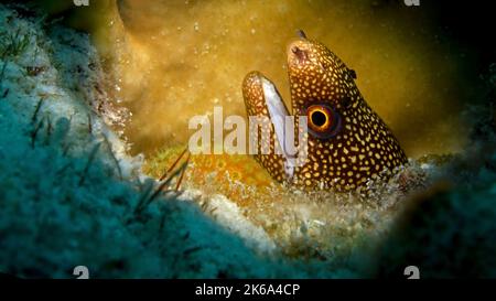 Gymnothorax miliaris, the goldentail moray or conger moray, is a ...