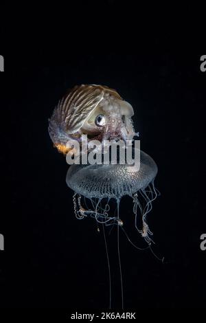 A paper nautilus rides on the back of another paper nautilus at night ...