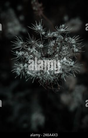 common boneset (Eupatorium perfoliatum Stock Photo - Alamy