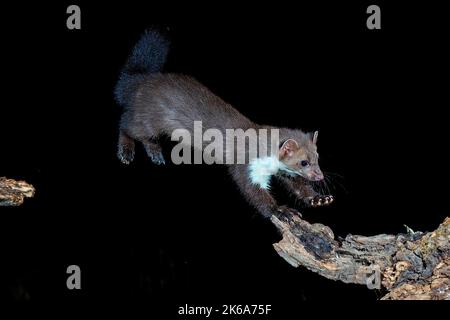 marten jumping between two trunks at night Stock Photo - Alamy