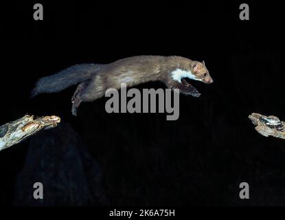 marten jumping between two trunks at night Stock Photo - Alamy