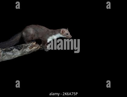 marten jumping between two trunks at night Stock Photo - Alamy