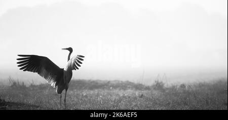 Dance of Saurus Crane, Keoladeo National Park, India Stock Photo - Alamy