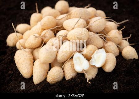 Arrowroot Topi tambo leren marantaceae calathea allouia roots washed ...
