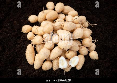 Arrowroot Topi tambo leren marantaceae calathea allouia roots washed ...