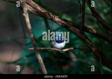 This tiny Superb Fairy Wren (Malurus Cyaneus) was very fluffy - so he ...