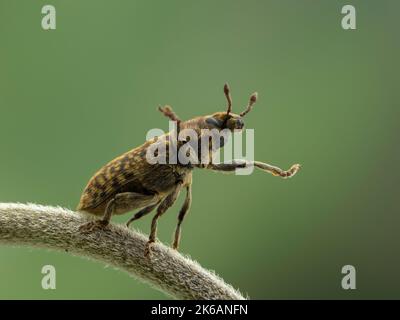 Cute, fat weevil (Rhinocyllus conicus) resting on a spent flower. This ...