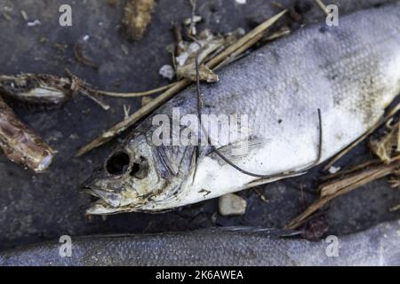 Detail of fish in poor condition, garbage and pollution Stock Photo - Alamy