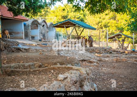 Animals in the small zoo in Antalya, Turkey Stock Photo - Alamy
