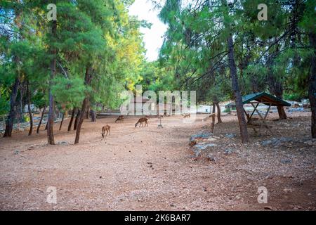 Animals in the small zoo in Antalya, Turkey Stock Photo - Alamy