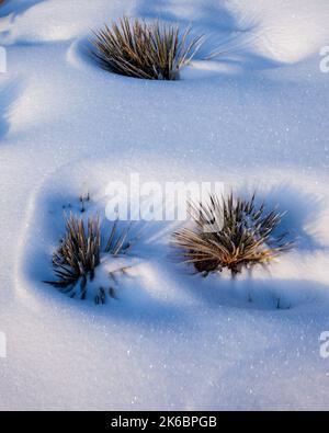 Narrowleaf yucca plants in snow in winter in the Island in the Sky ...