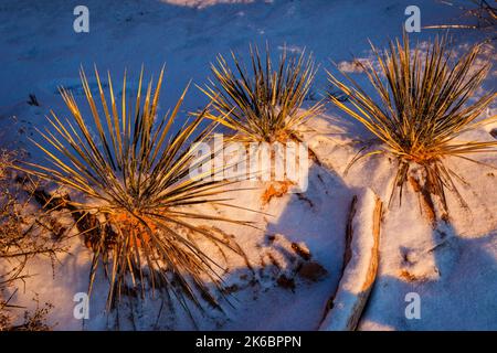 Narrowleaf yucca plants in snow in winter in the Island in the Sky ...