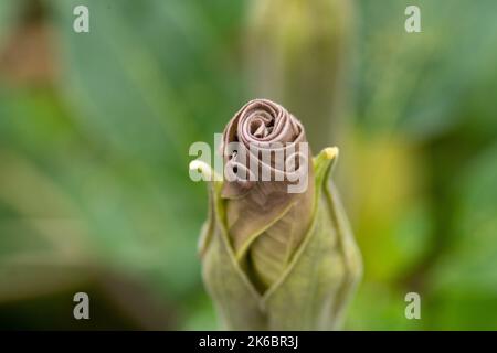 A Sacred Datura or Moonflower, Datura wrightii, in bloom with raindrops ...