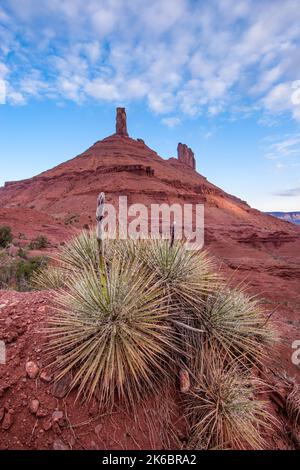 Flower spears growing on a yucca plant in front of the Castleton Tower ...