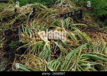 Onions with green leaves laid out for drying in a black plastic ...