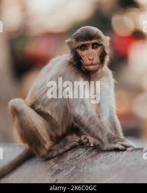 Closeup shot of a cute monkey resting on the tree Stock Photo - Alamy