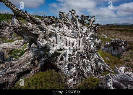 A machine-cut peat bog in Ireland. Stumps emerge, bog oak, remnants of ...