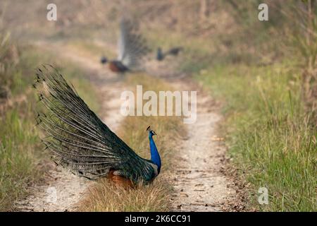 A Peacock With Tail Spread on Jungle Road in the Chitwan National Park ...